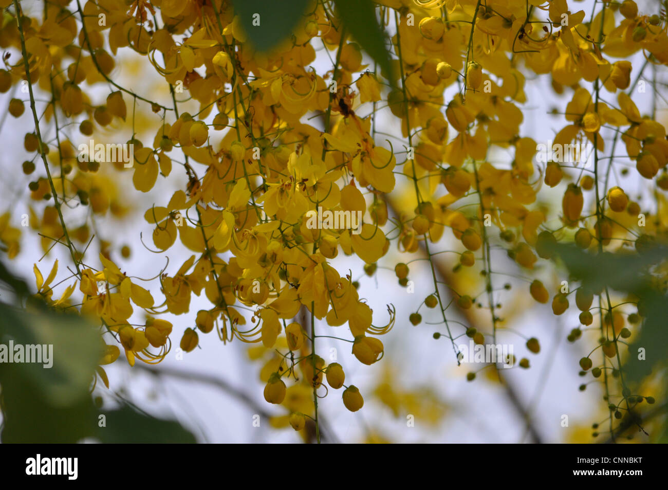 Cassia fistula flowers Stock Photo - Alamy