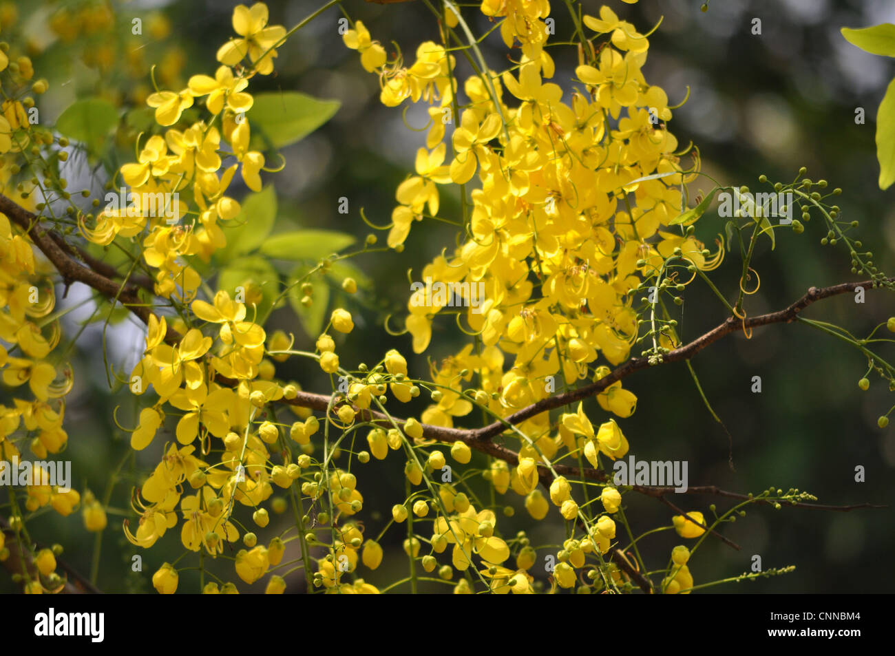 Cassia fistula flowers Stock Photo - Alamy