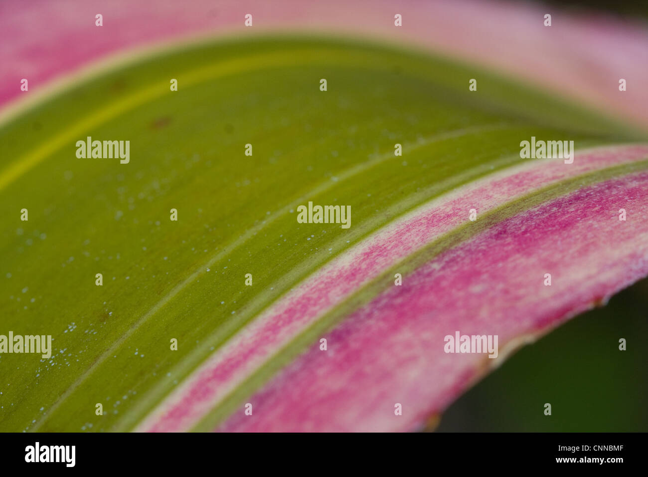 Bromeliad Leaf - Harveys Pride Stock Photo - Alamy