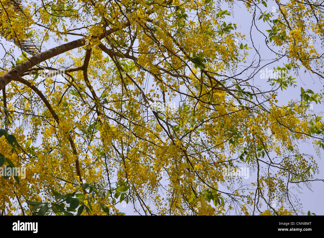 Cassia fistula flowers Stock Photo - Alamy