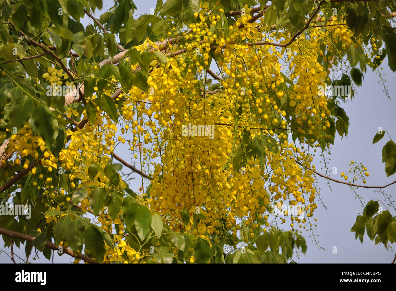 Cassia fistula flowers Stock Photo - Alamy