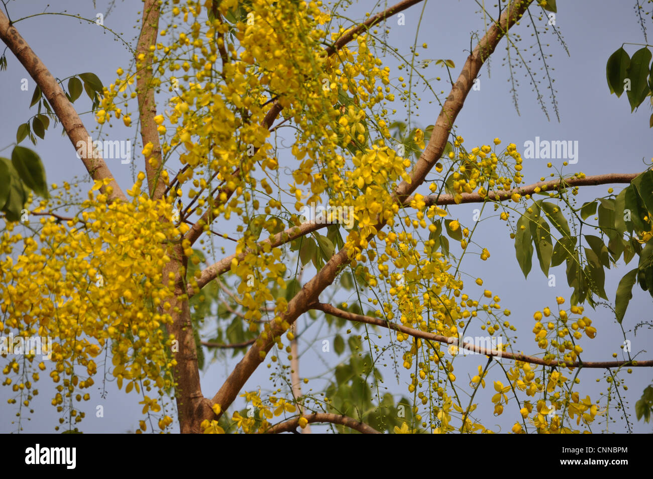 Cassia fistula flowers Stock Photo - Alamy
