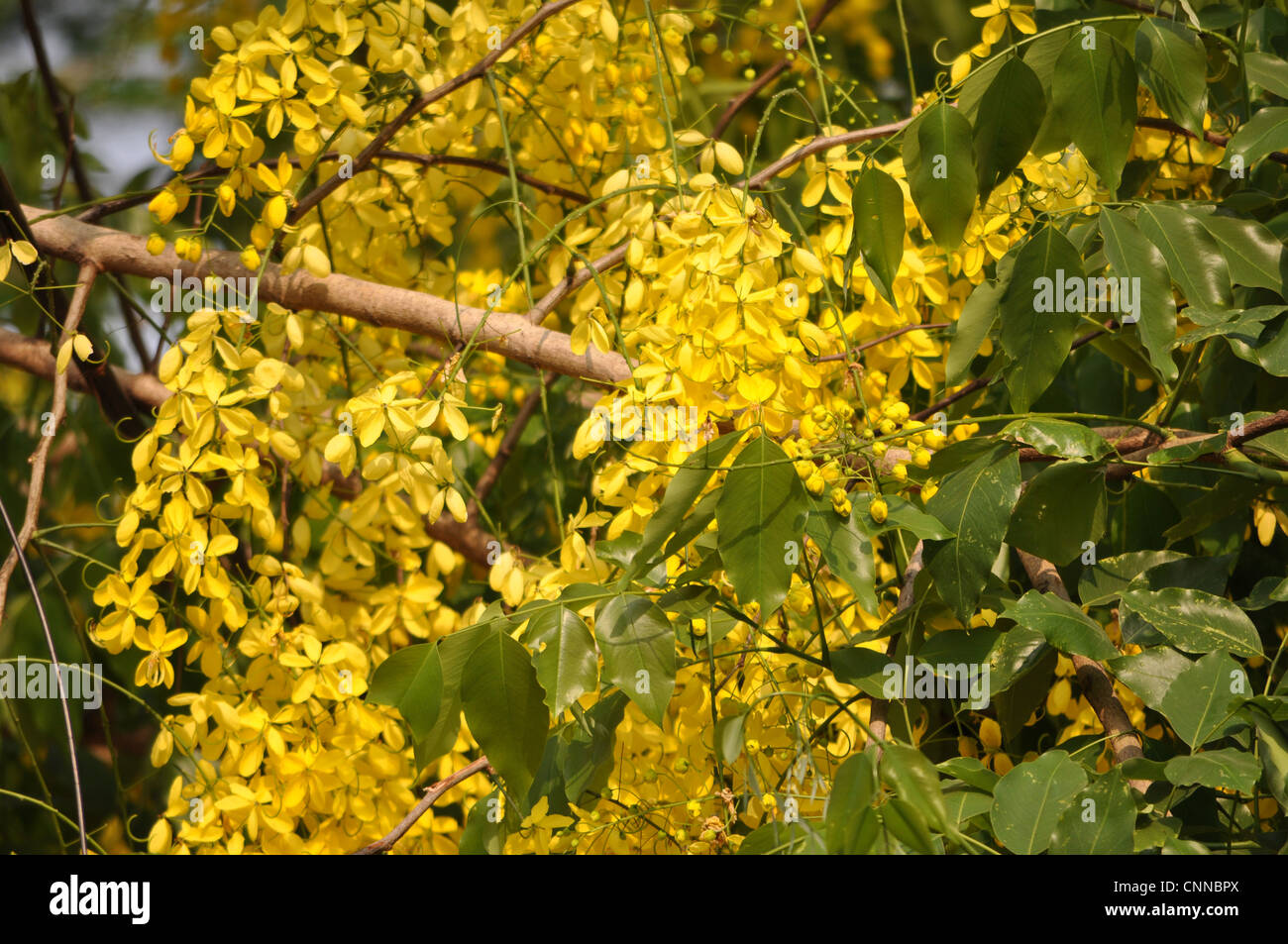 Cassia fistula flowers Stock Photo - Alamy