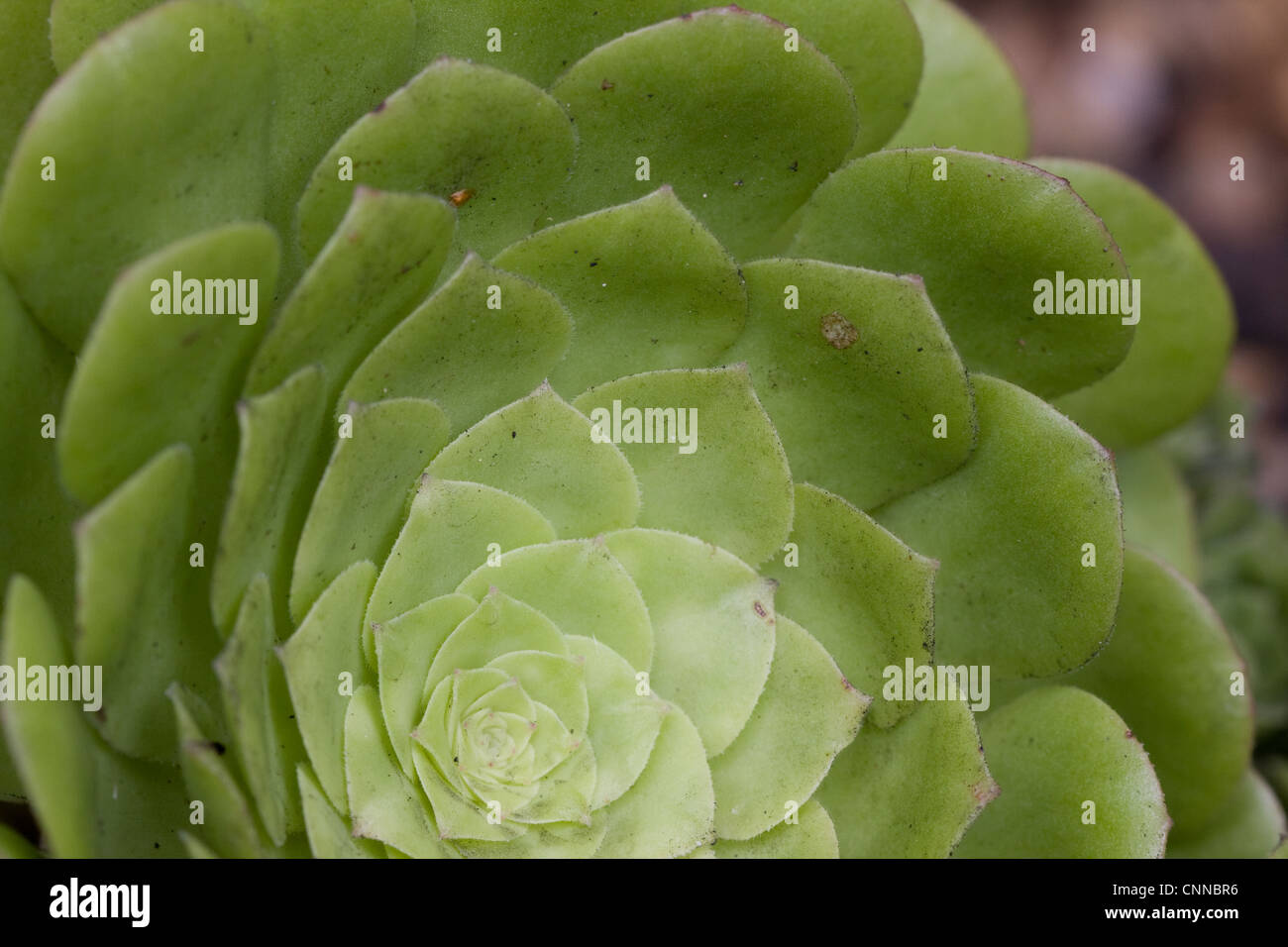 Large aeonium hi-res stock photography and images - Alamy