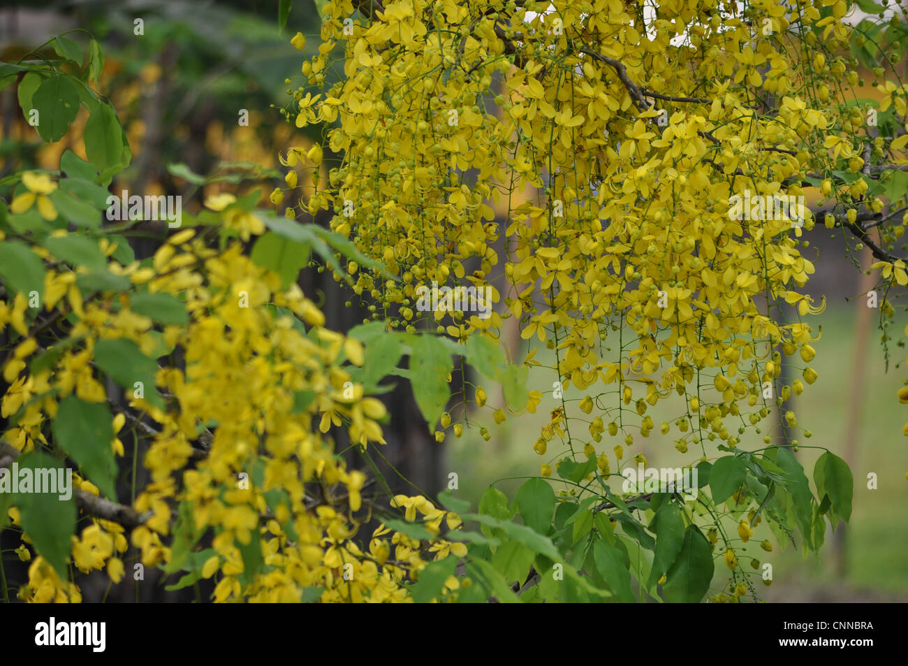 Bunches of Cassia fistula flowers Stock Photo - Alamy