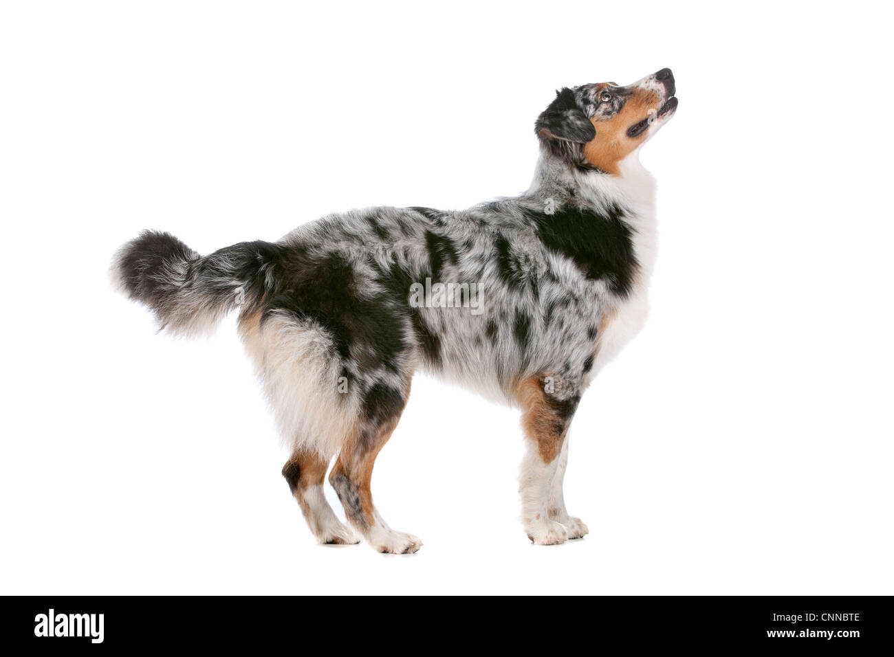 Australian shepherd in front of a white background Stock Photo - Alamy