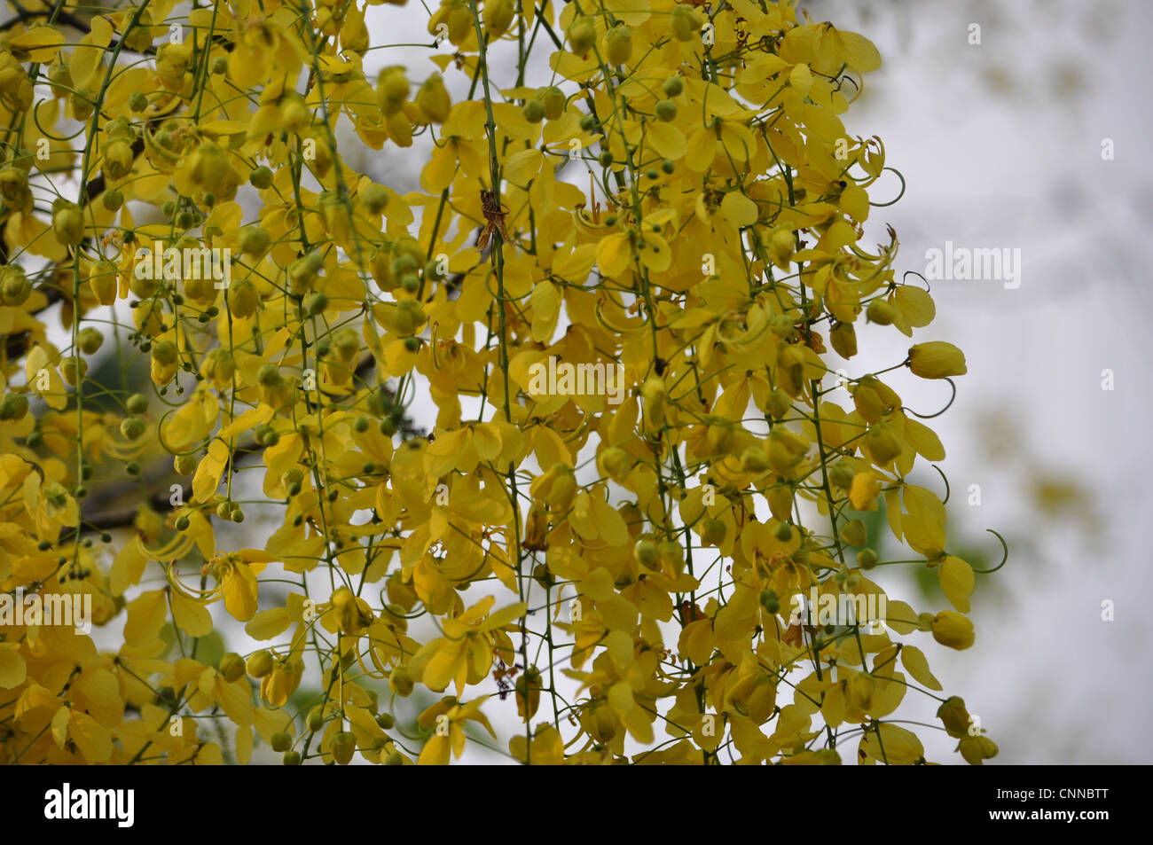 Bunch of golden flowers Stock Photo - Alamy