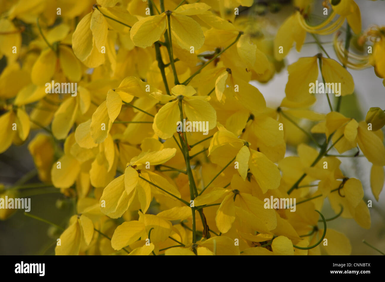 close up of cassia fistula flowers Stock Photo - Alamy