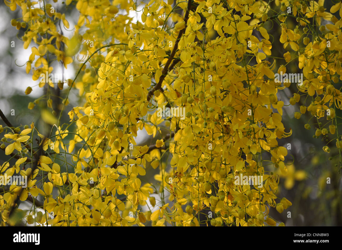 Cassia fistula flowers hi-res stock photography and images - Alamy
