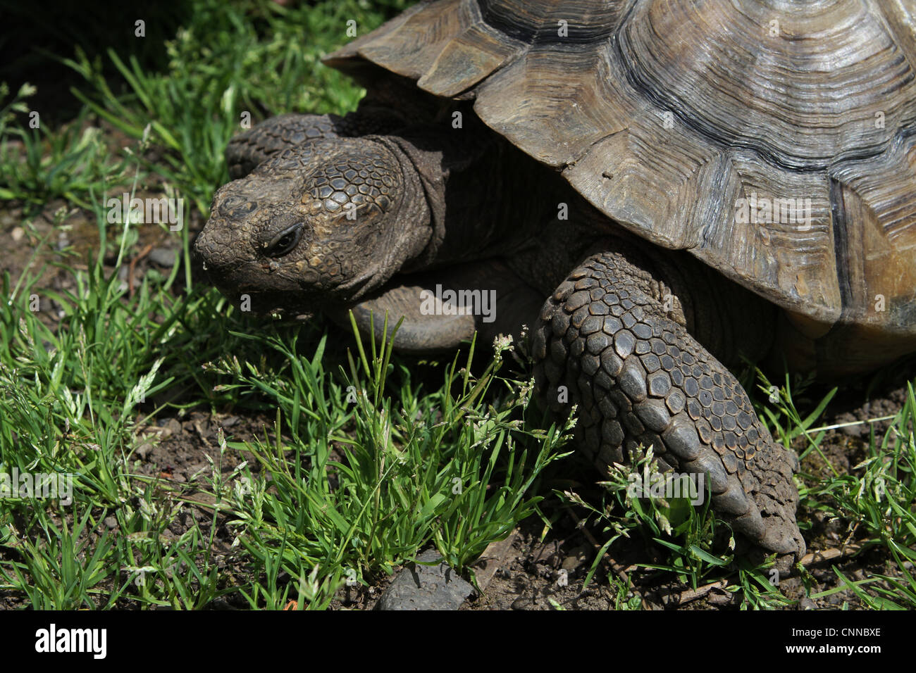 A desert tortoise in the grass Stock Photo - Alamy