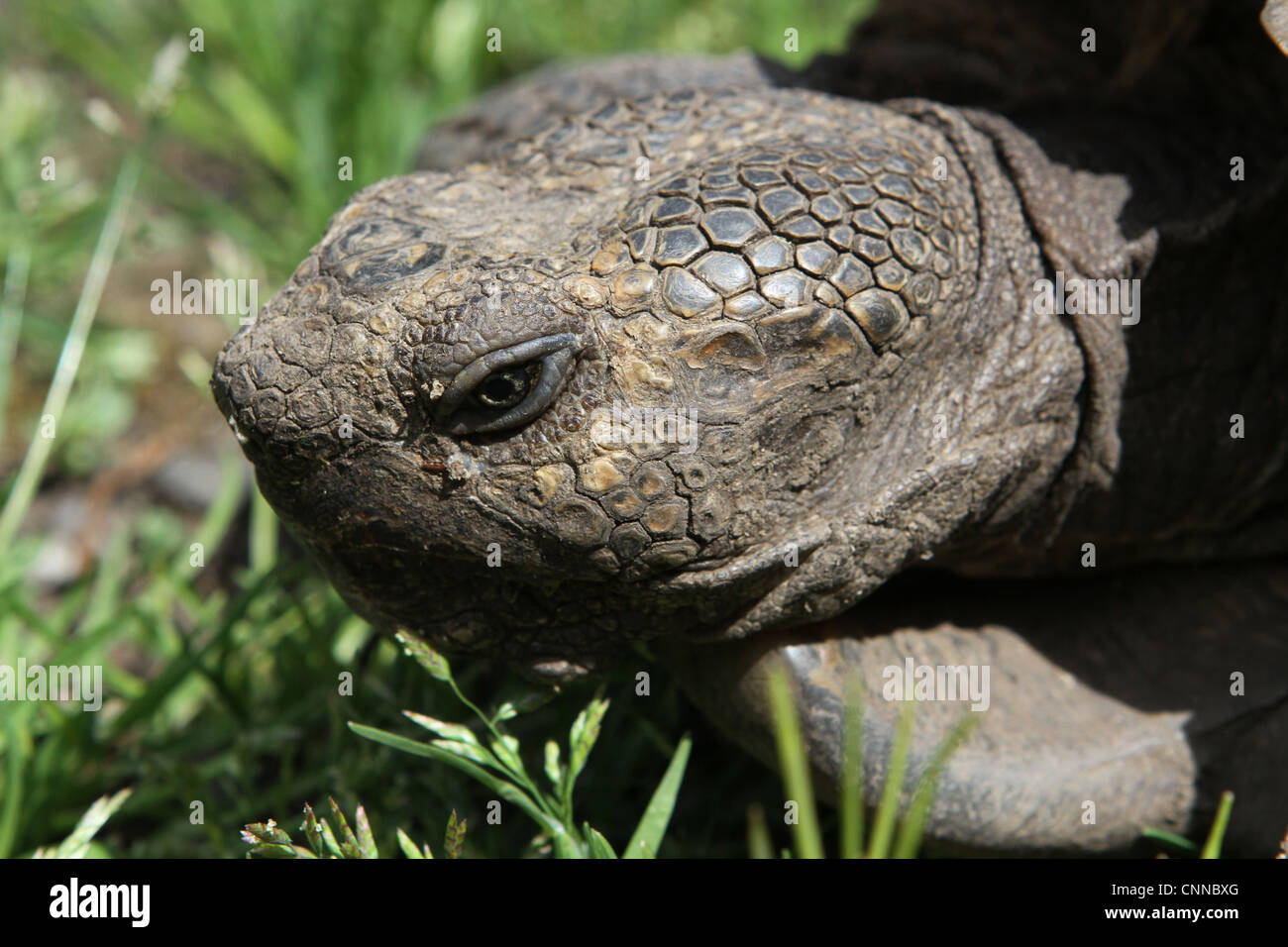 A close up of the head and face of a desert tortoise Stock Photo - Alamy