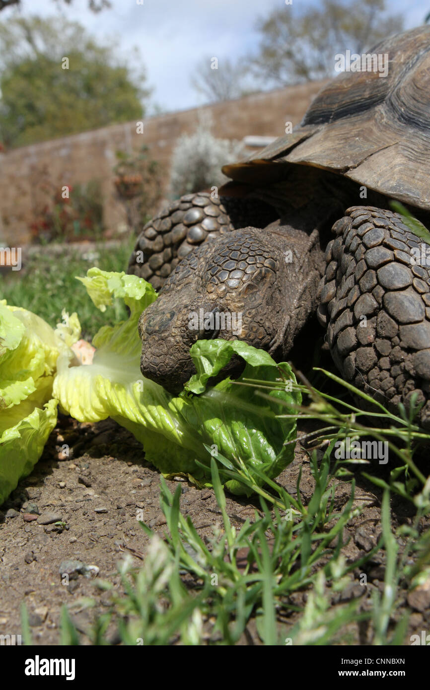 Baby Desert Tortoise Eating