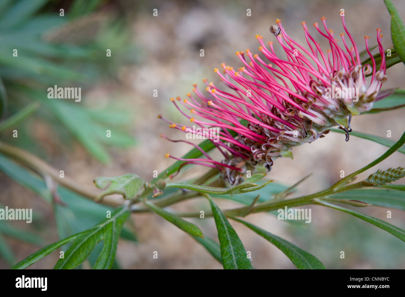 Toothbrush Grevillea High Resolution Stock Photography and Images - Alamy