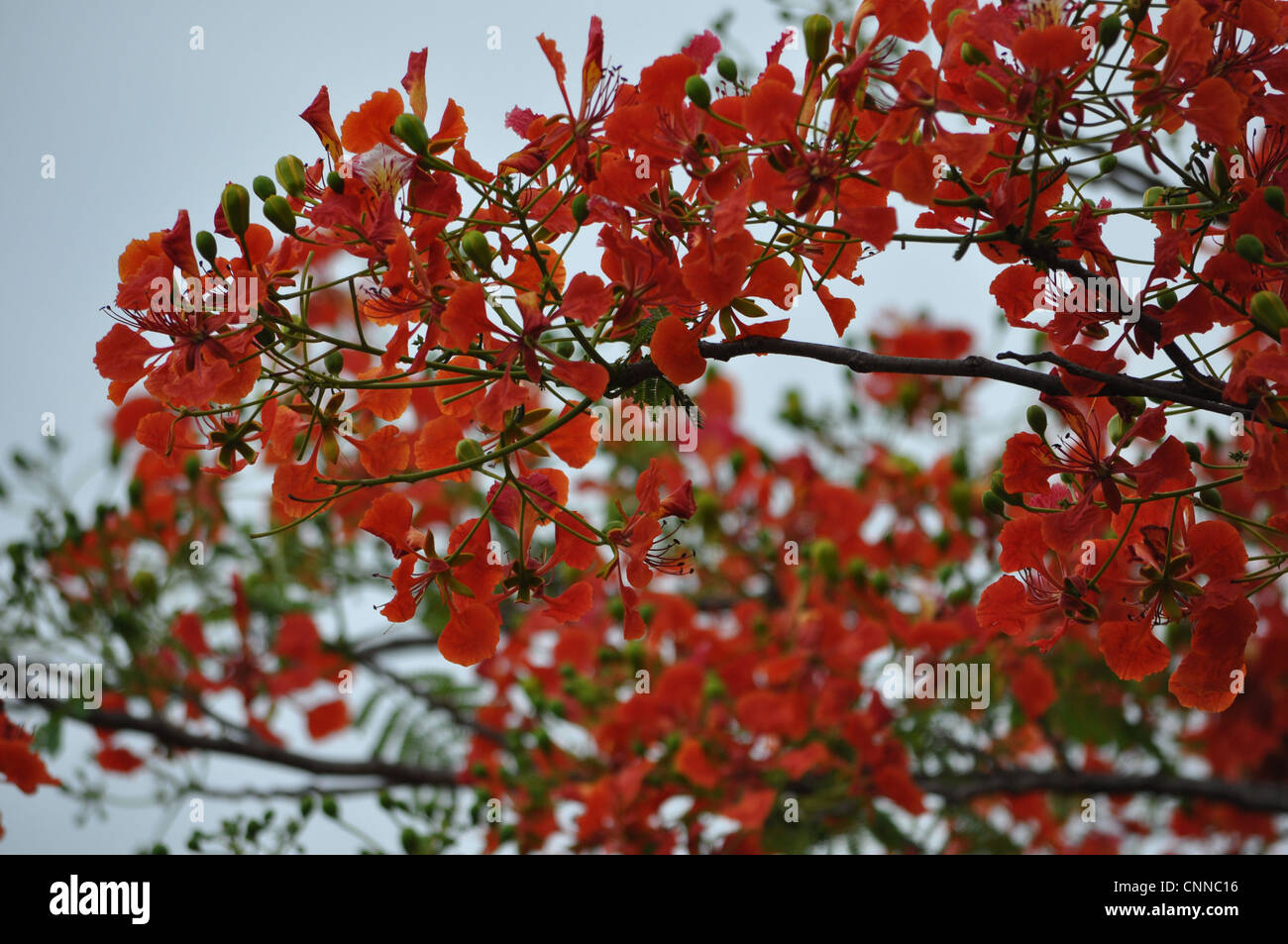 Flame of the forest flowers Stock Photo - Alamy