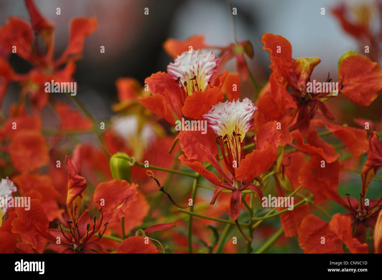Flame of the forest flowers Stock Photo - Alamy