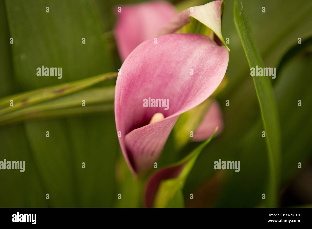 Calla Lily Zantedeschia Stock Photo - Alamy