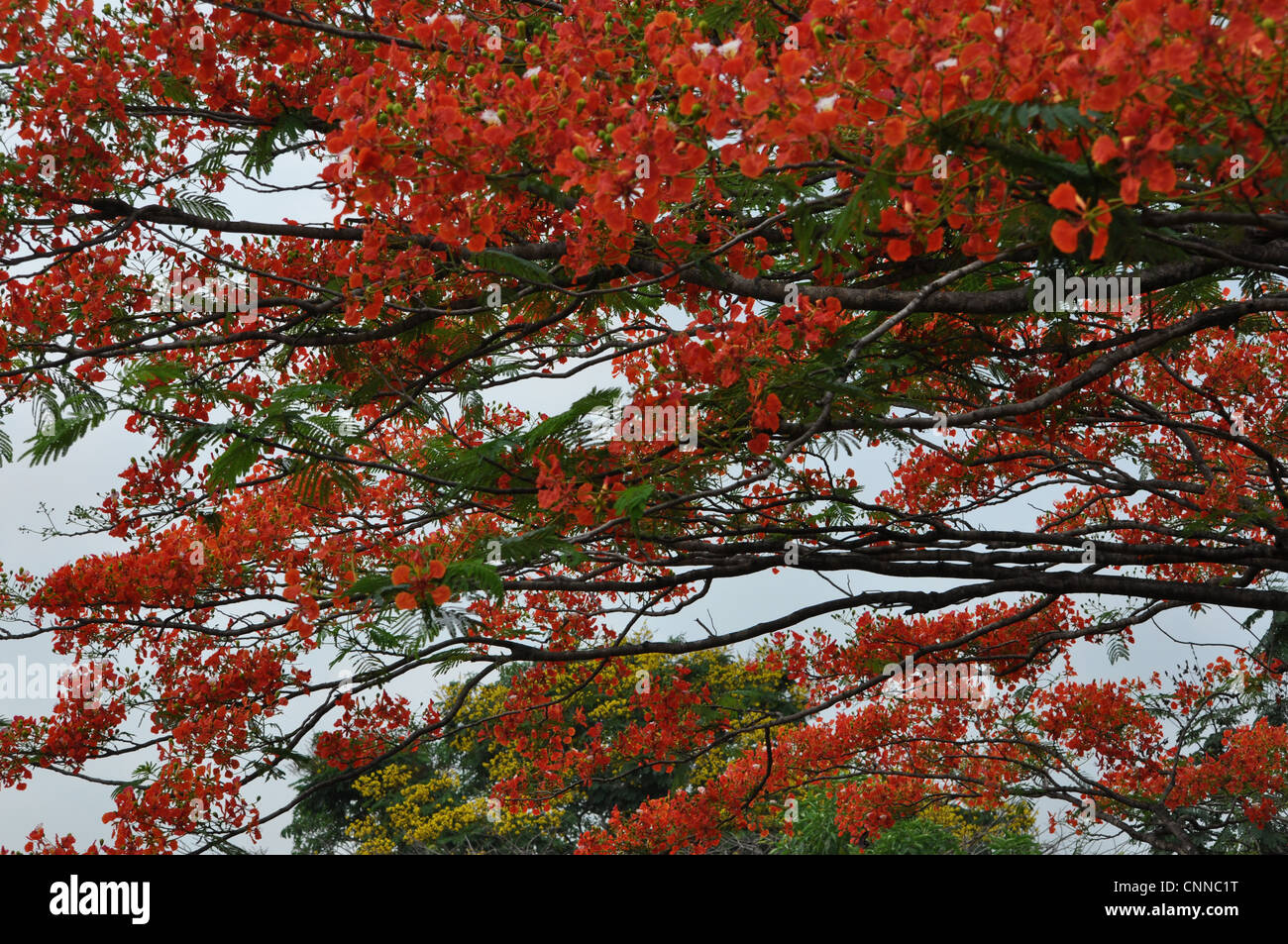 Flame of the forest flowers Stock Photo - Alamy