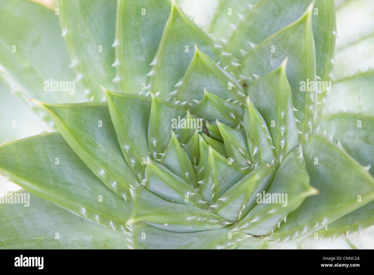 Aloe polyphylla hi-res stock photography and images - Alamy