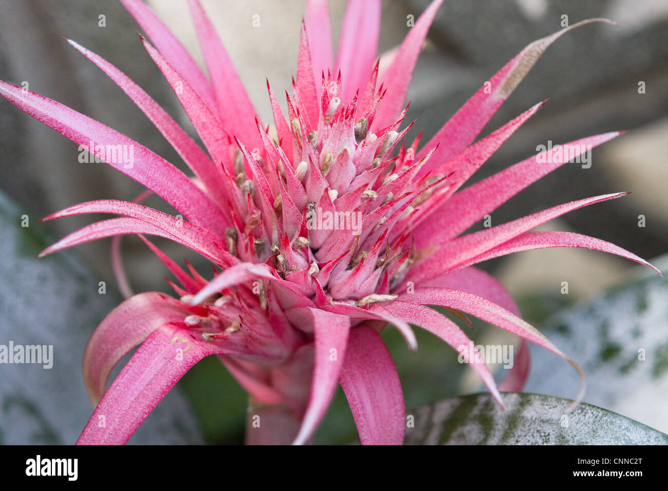 Aechmea fasciata Pink Flower head Stock Photo - Alamy