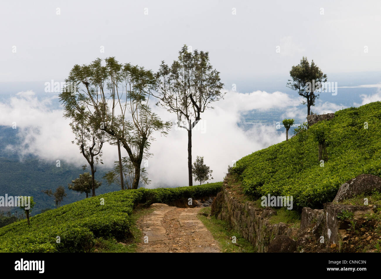 Beautiful scenery in Sri Lanka's hill country Stock Photo - Alamy