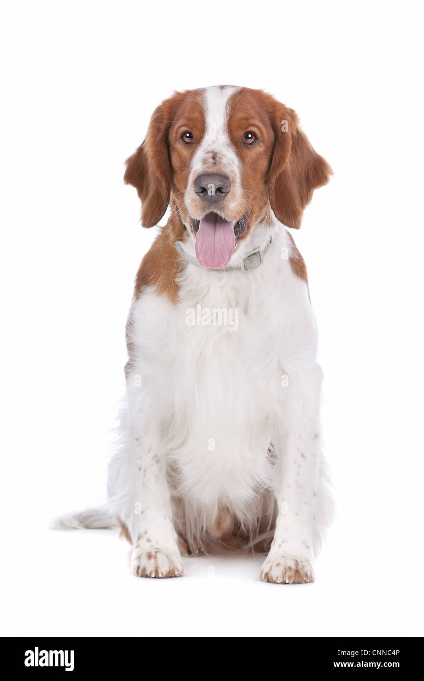 English springer spaniel studio shot hi-res stock photography and ...