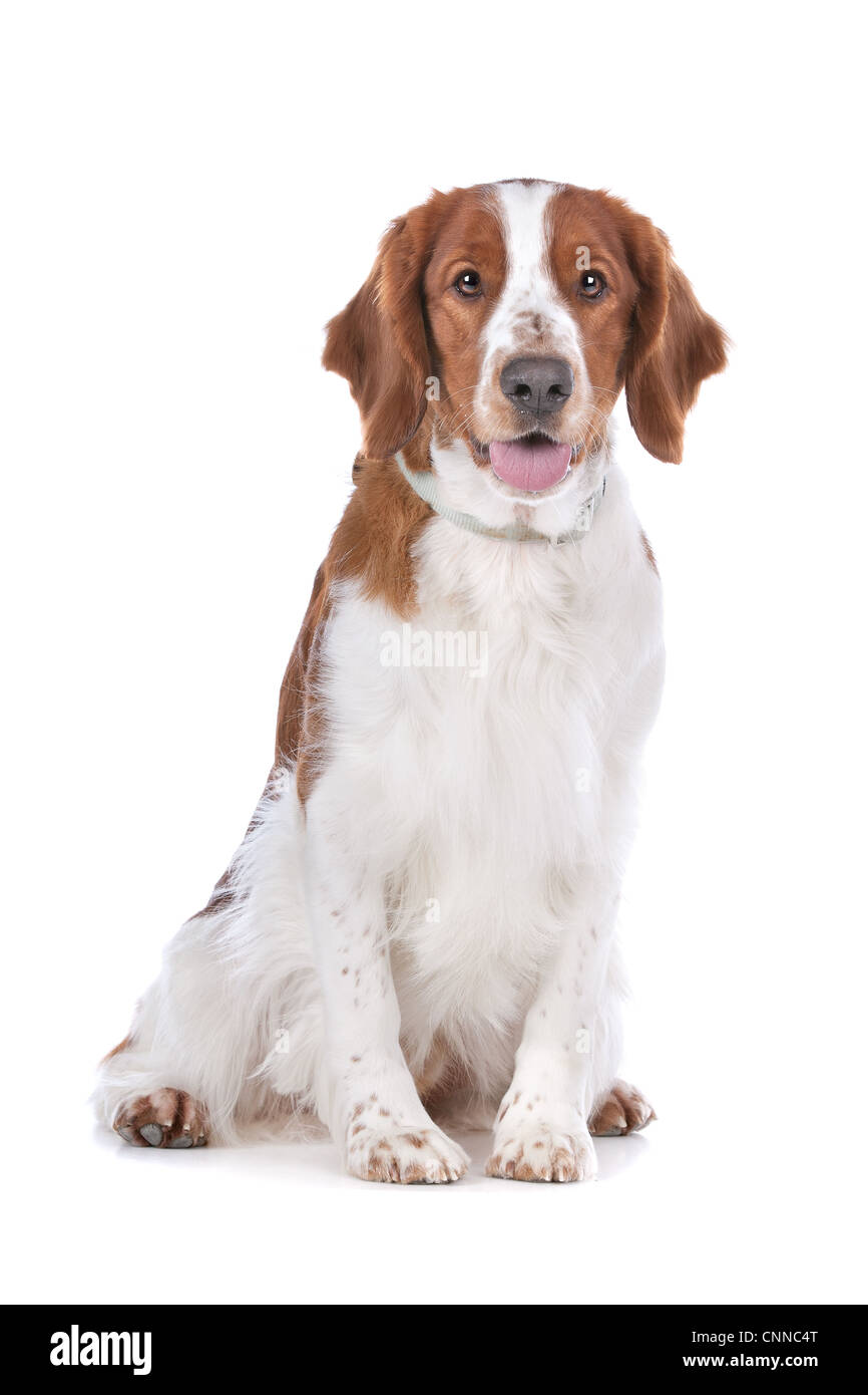 Springer Spaniel in front of a white background Stock Photo - Alamy