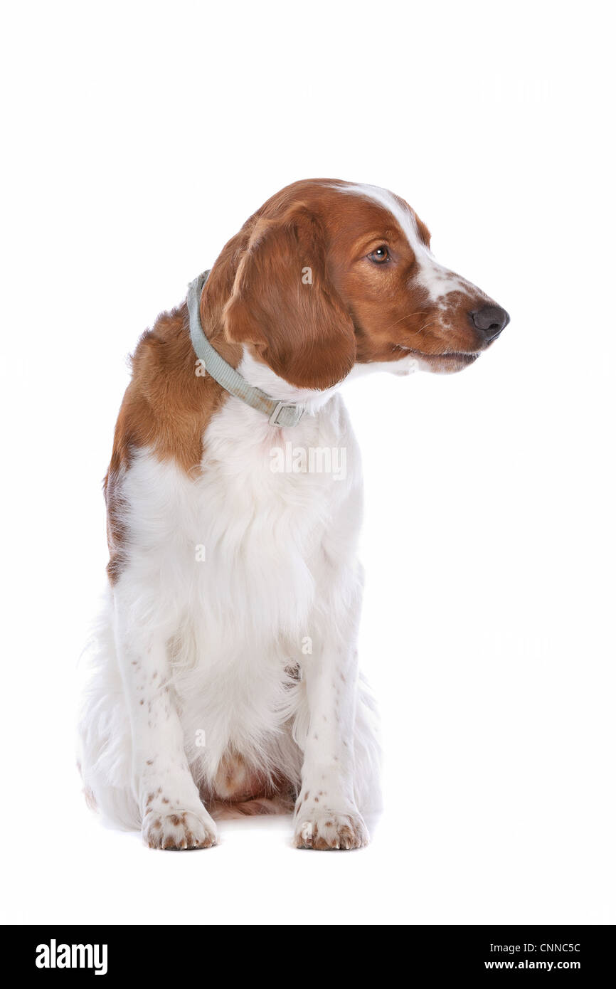 Springer Spaniel in front of a white background Stock Photo - Alamy