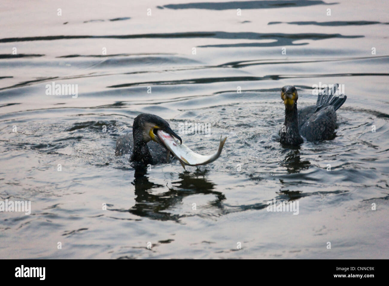 Cormorant catching fish, Yangshuo, Guangxi, China Stock Photo - Alamy