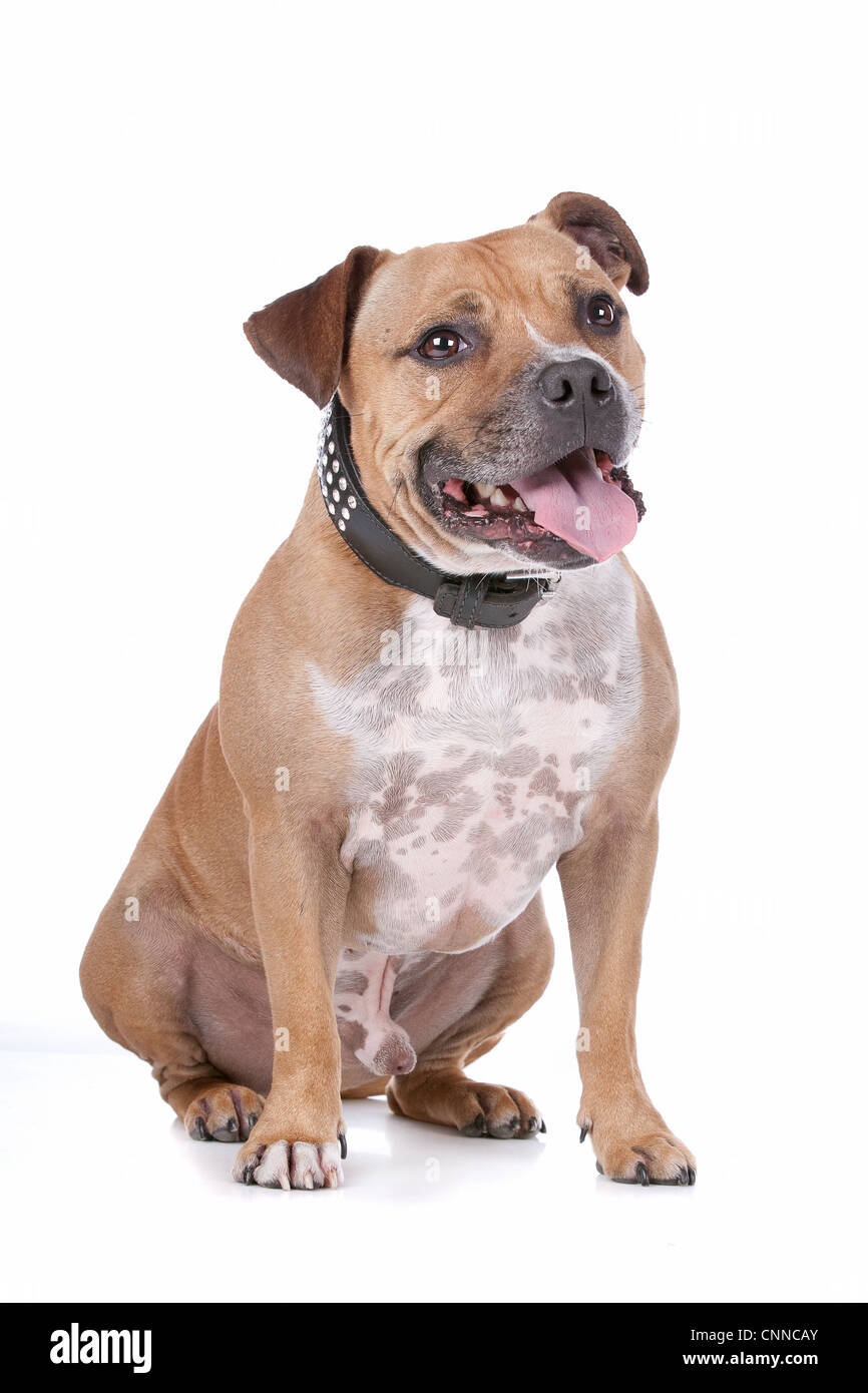 staffordshire bull terrier in front of a white background Stock Photo ...