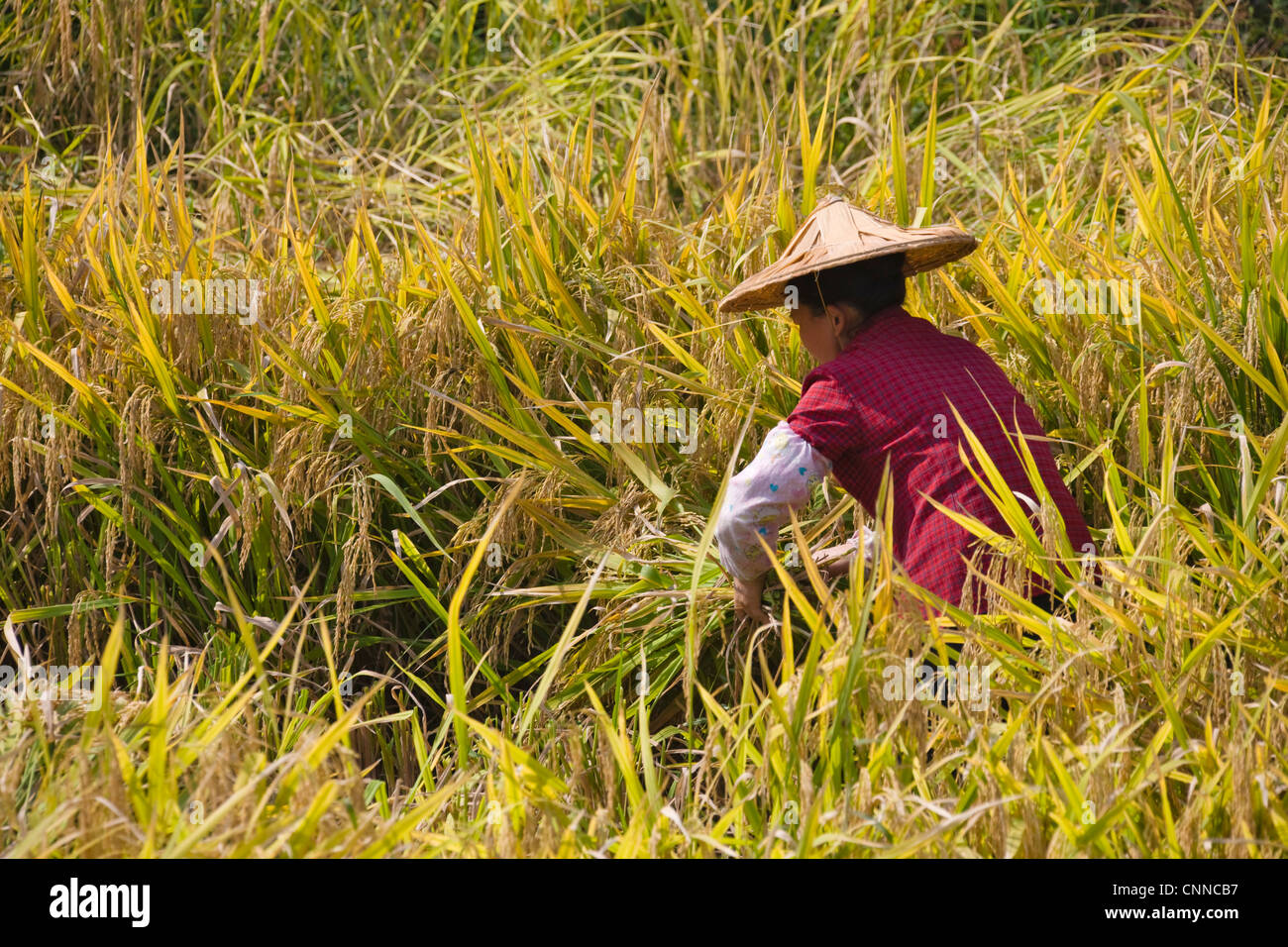 Farmer harvesting rice on the terrace, Fujian, China Stock Photo - Alamy