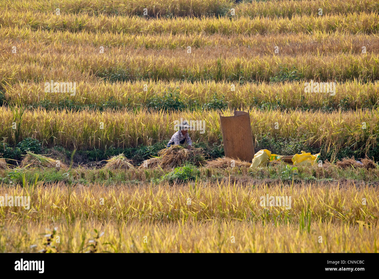 Farmer harvesting rice on the terrace, Yongding, Fujian, China Stock ...