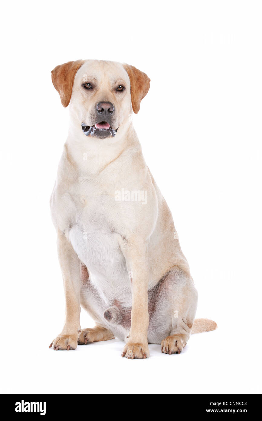 Labrador Retriever in front of a white background Stock Photo - Alamy