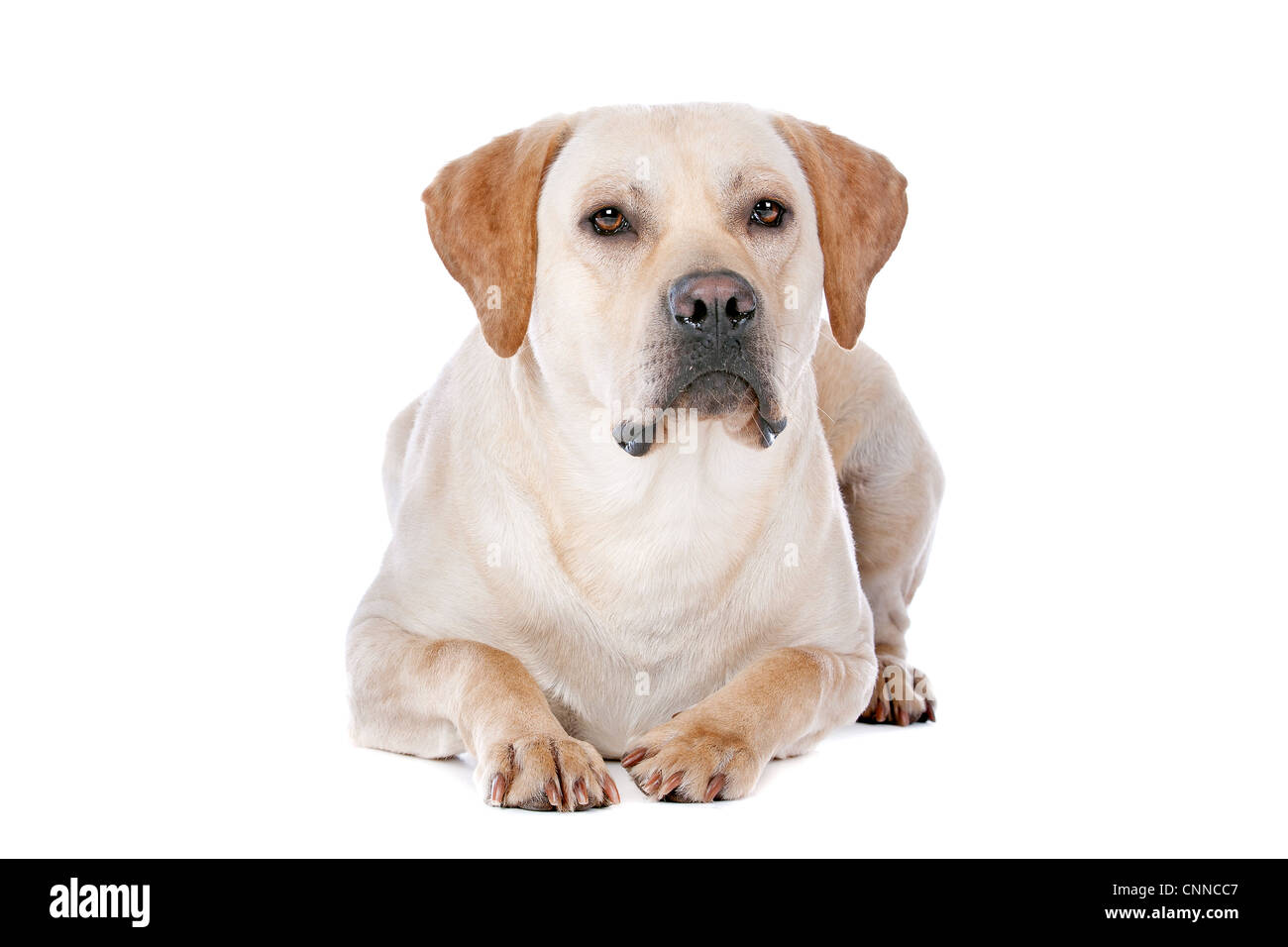 Labrador Retriever in front of a white background Stock Photo - Alamy