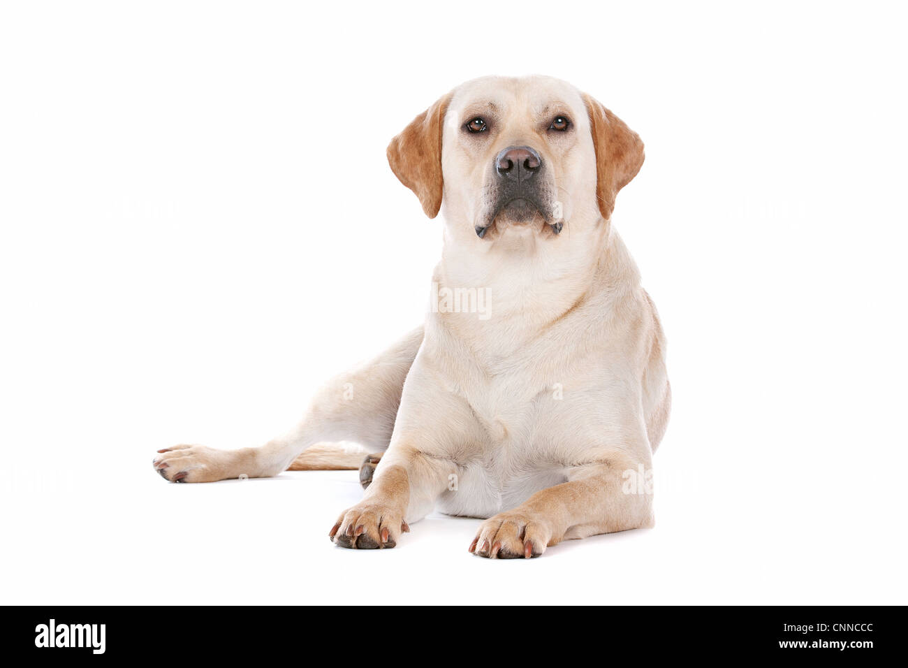 Labrador Retriever in front of a white background Stock Photo - Alamy