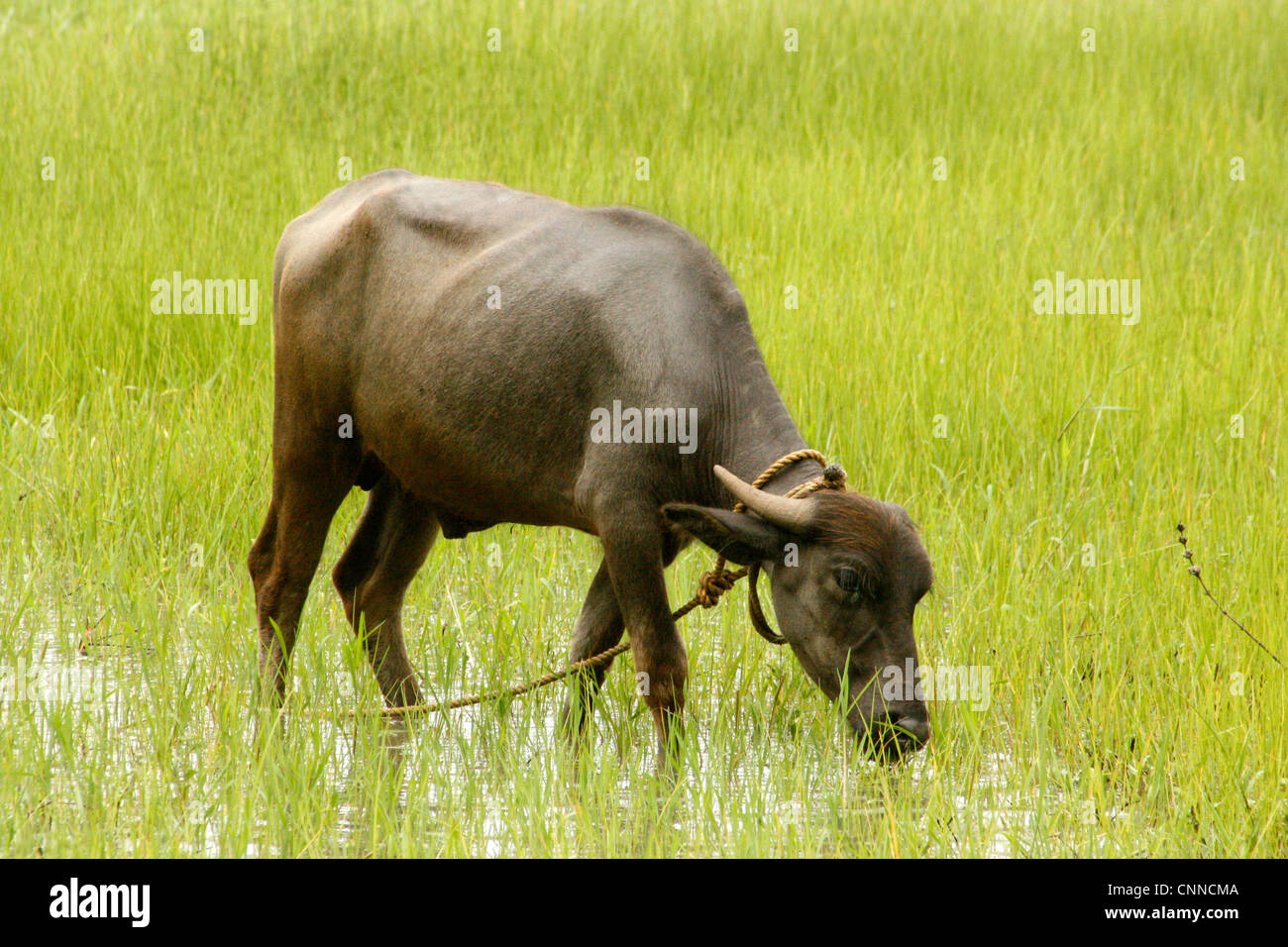 Buffalo grazing in paddy fields in India Stock Photo - Alamy
