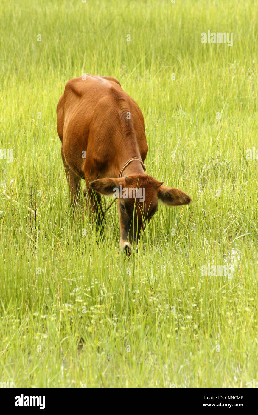 Kerala cow hi-res stock photography and images - Alamy