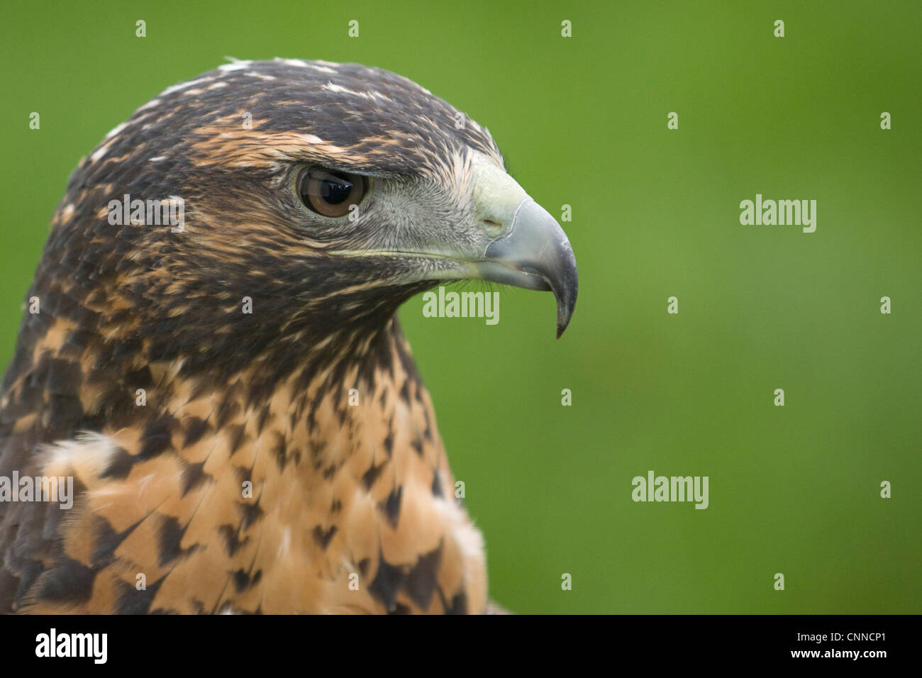 Young Red Tailed Hawk High Resolution Stock Photography and Images - Alamy