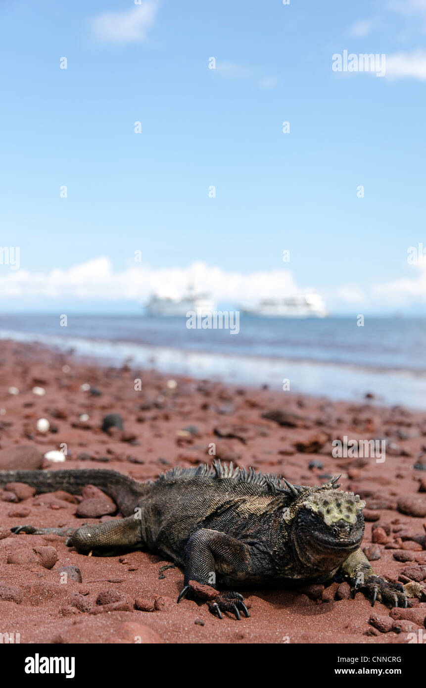 Rabida Galapagos Islands Ecuador Stock Photo - Alamy