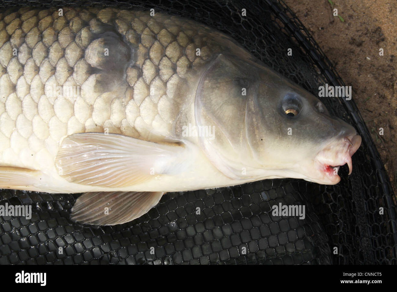 Carp head hi-res stock photography and images - Alamy