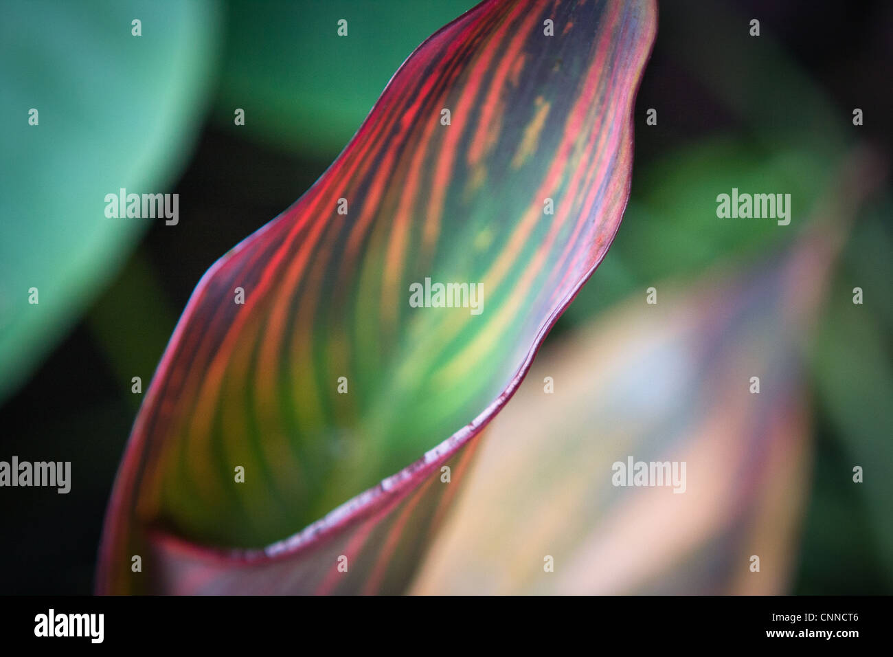 Brightly coloured Canna leaf Stock Photo - Alamy