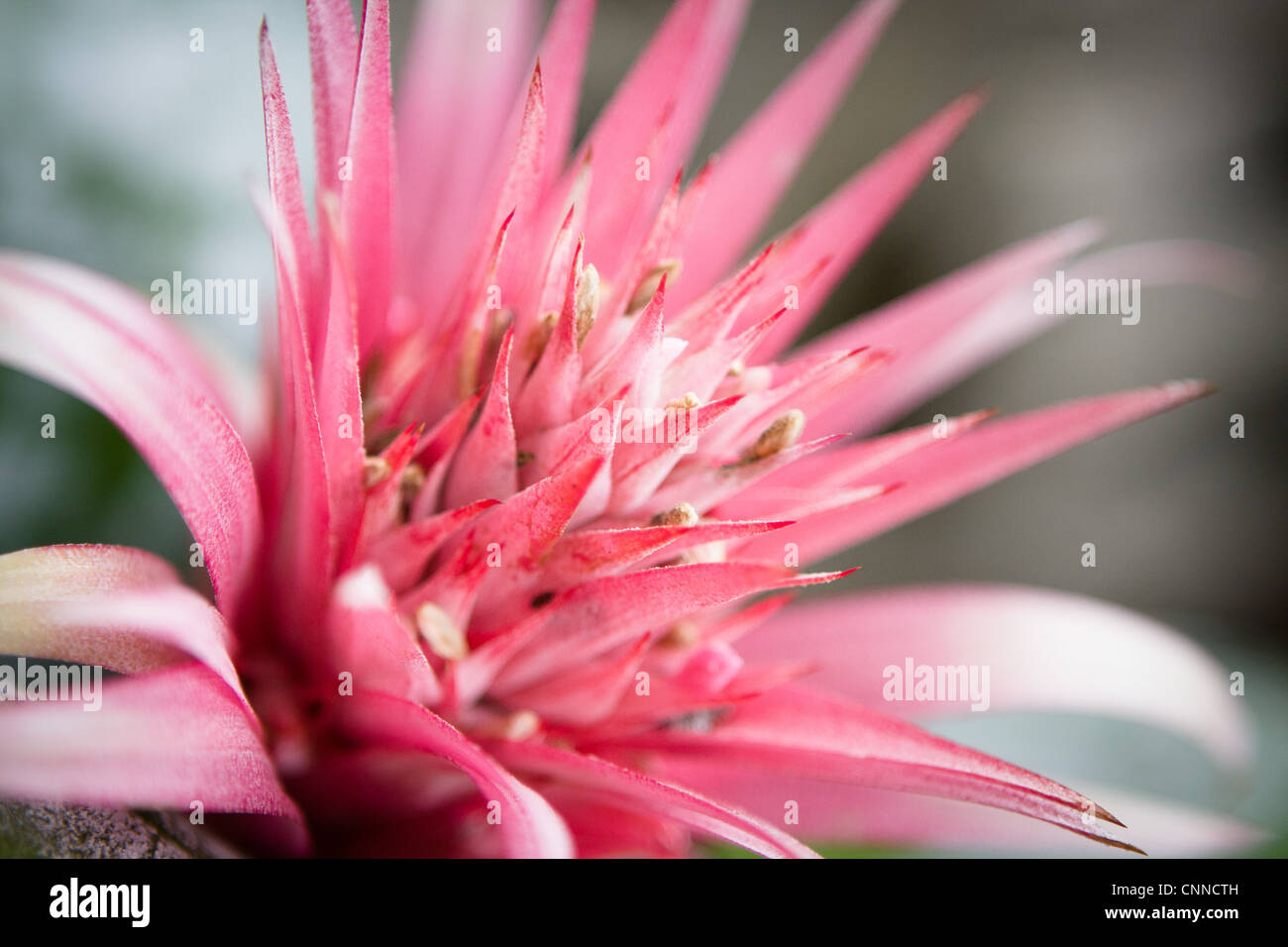 Aechmea fasciata flower head - Bromeliad Stock Photo - Alamy