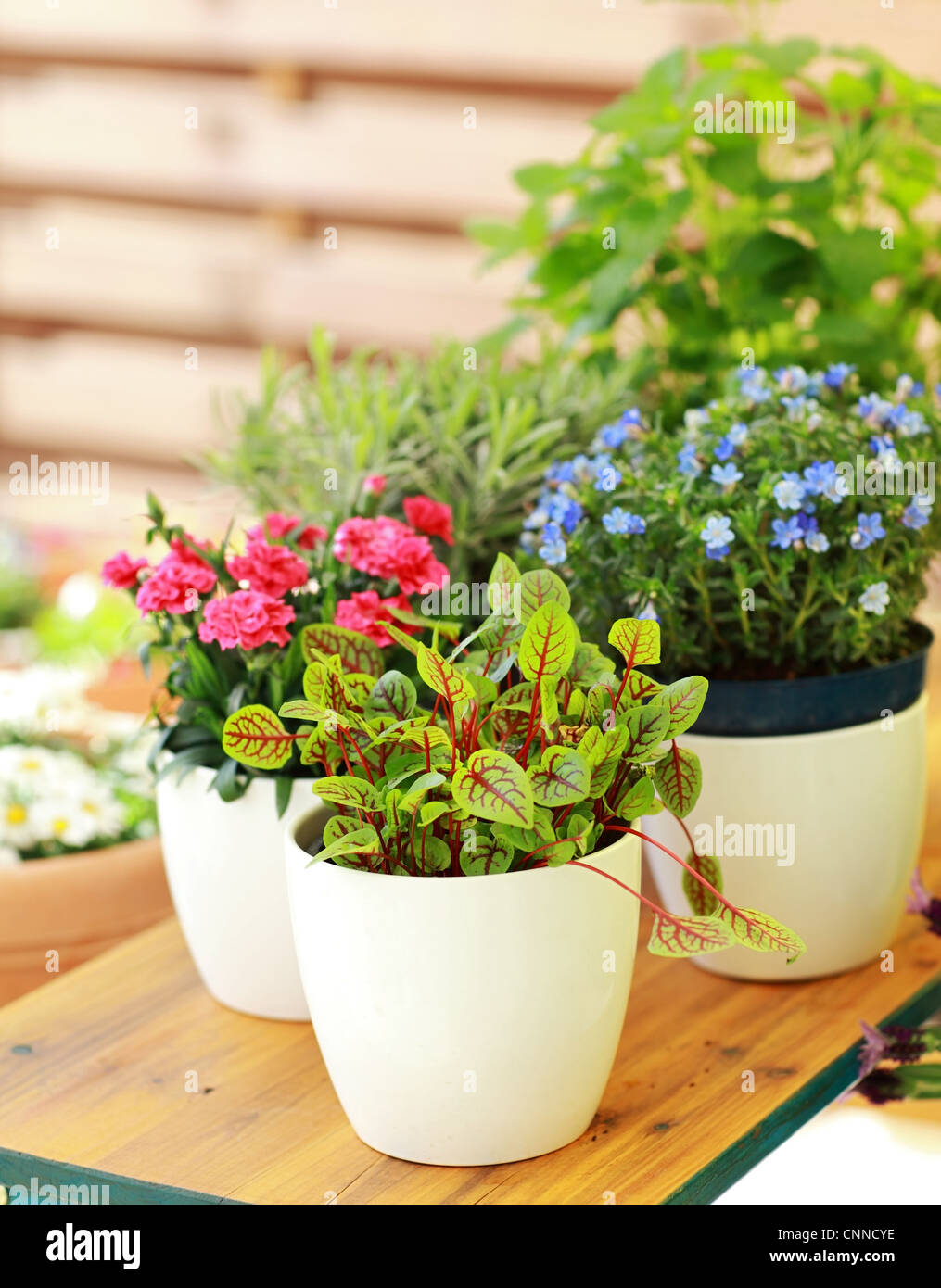 Outdoor flower pots for small garden, patio or terrace Stock Photo - Alamy