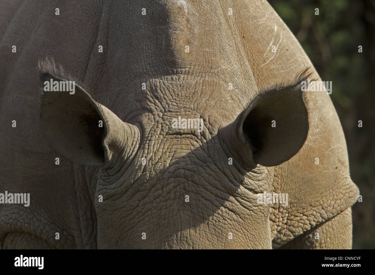 the ears of a white Rhino Stock Photo - Alamy