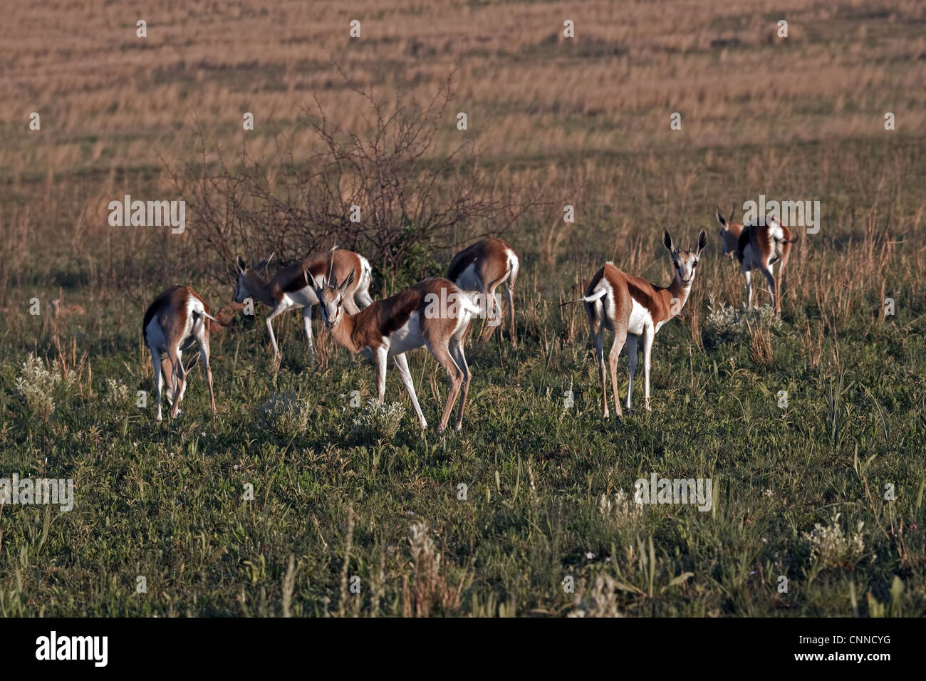 Springbok, antidorcas marsupialis, group of young males, south africa ...