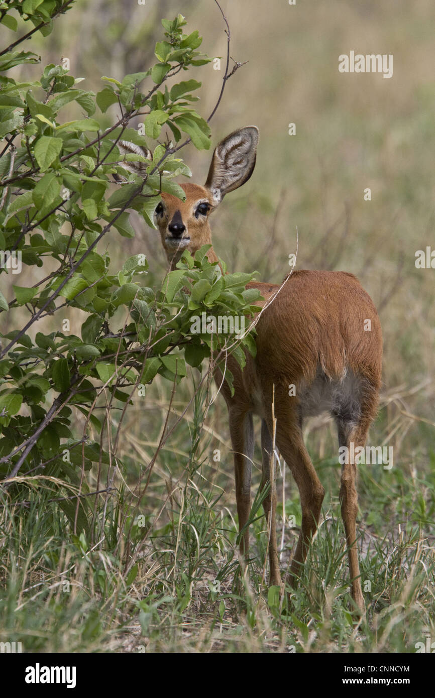 female Steenbok only males horns common small antelope most southern ...
