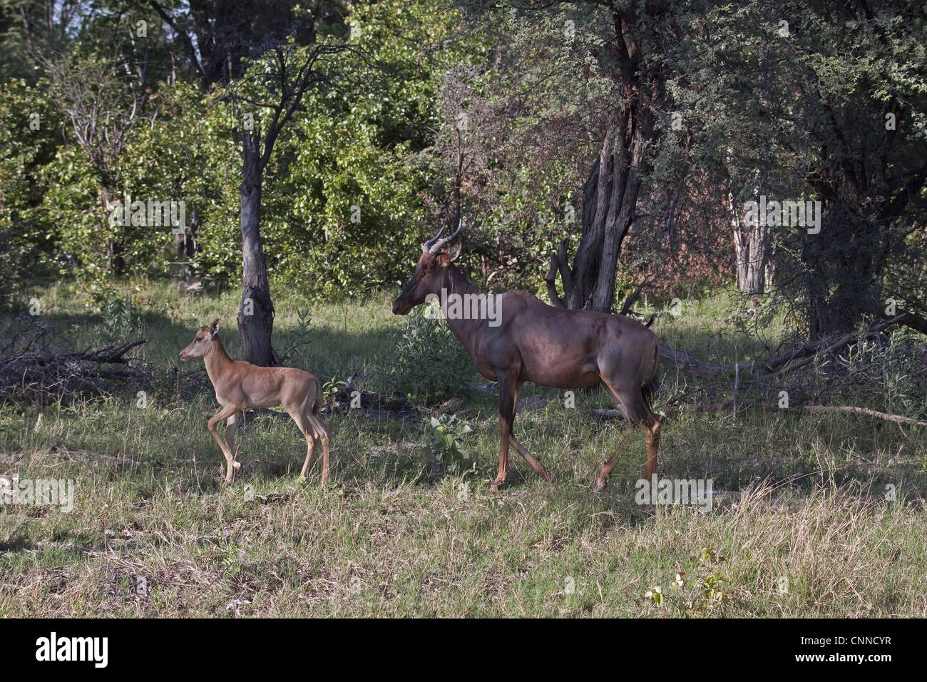 Tsessebe female with calf - Botswana. Tesessebe are diurnal and ...