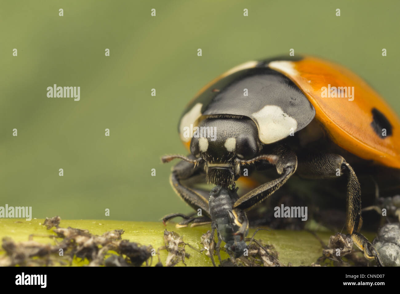 Ladybirds aphids uk hi-res stock photography and images - Alamy