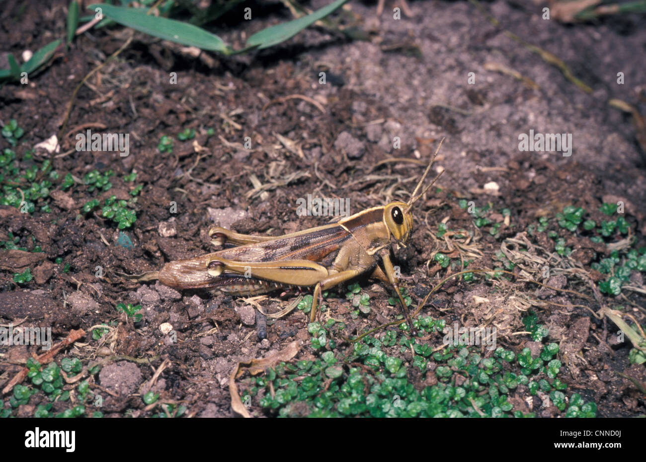 South african locust hi-res stock photography and images - Alamy