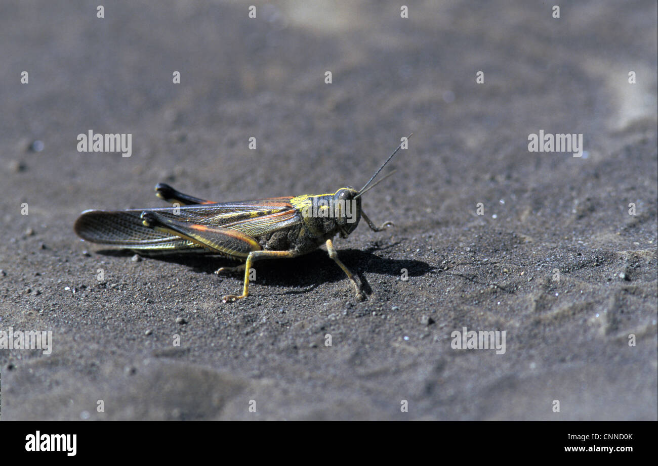 Painted Locust (Schistocerca melanocera) Floreana island, Galapagos ...