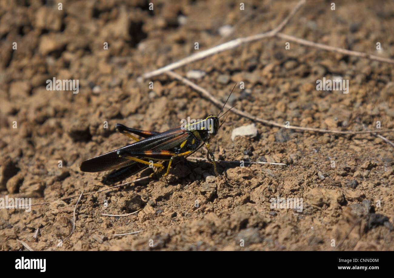 Painted Locust (Schistocerca melanocera) James Island, Galapagos Stock ...